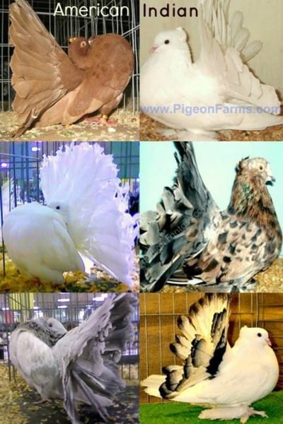 Indian Fantail Pigeons For Sale - Pigeon Farms & Co. - Call (562) 235 ...